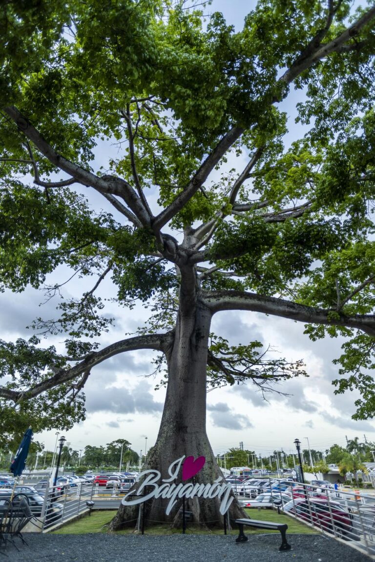 Visita Bayamón y Descubre Ocho Lugares para Tomarte un “Selfie ...